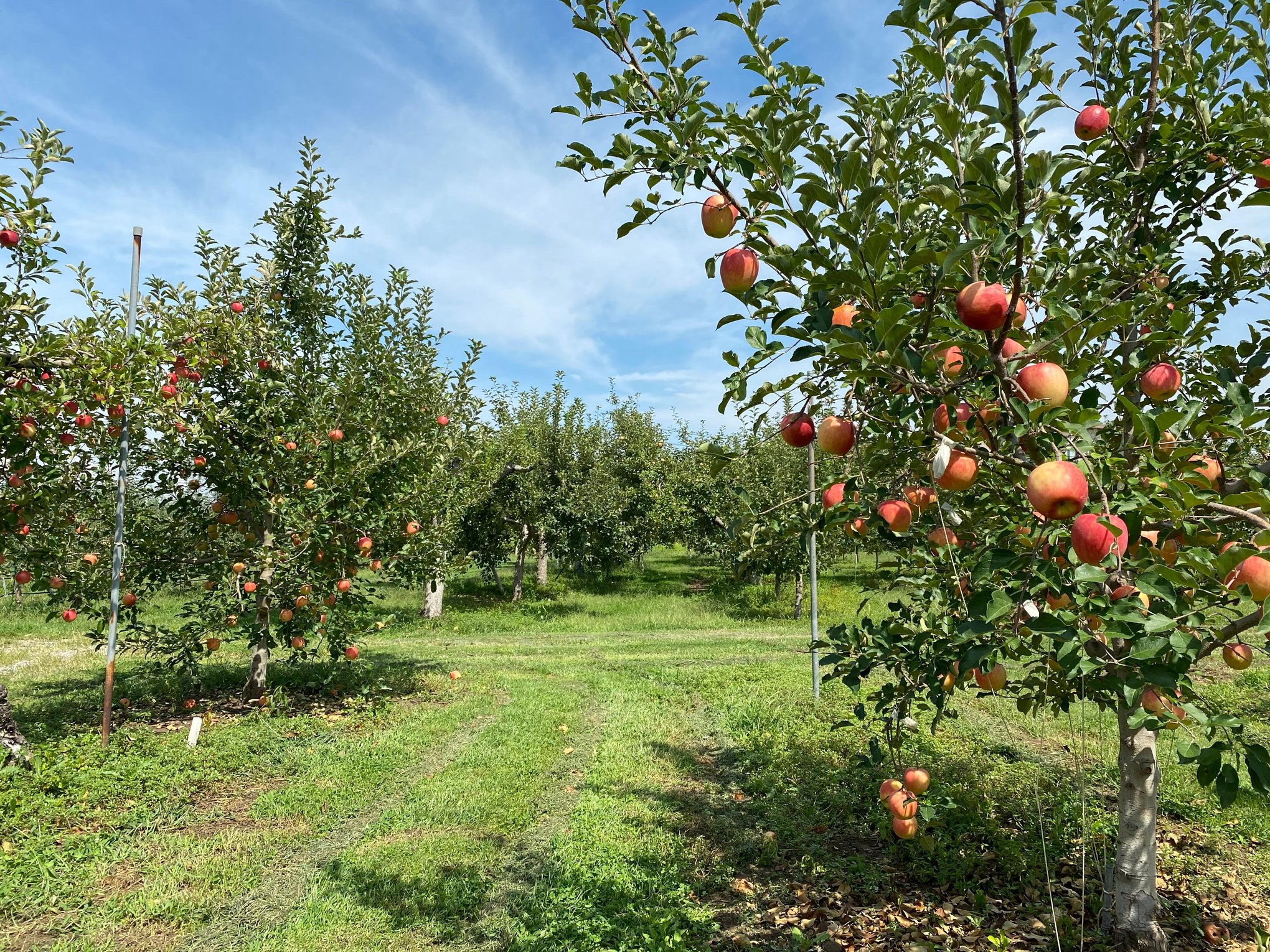 長野県オリジナル品種を食べ比べたい